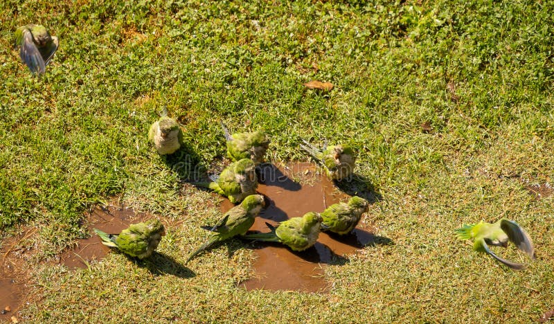 Green Parrots Swimming in a Puddle and Walking on Green Grass, Rome ...