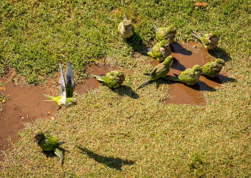 Green Parrots Swimming in a Puddle and Walking on Green Grass, Rome ...