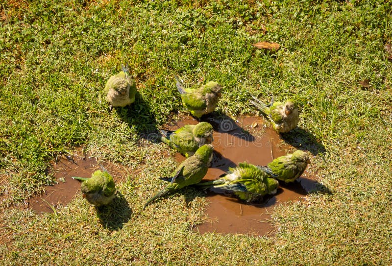 Green Parrots Swimming in a Puddle and Walking on Green Grass, Rome ...
