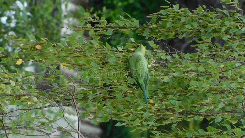 Green parrots on a tree stock footage. Video of pigeon - 389780098