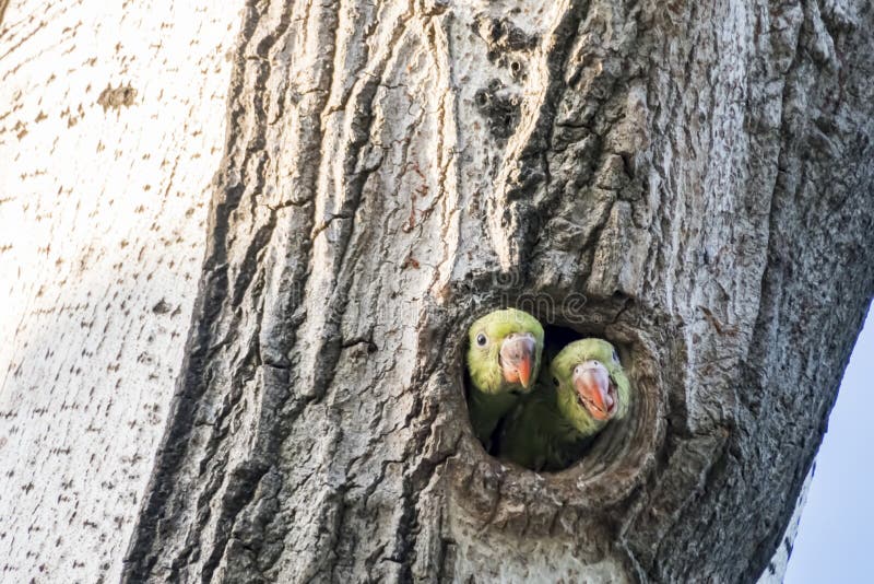 Parrots in Tree Hole in Nature Stock Image - Image of nature, macaw ...