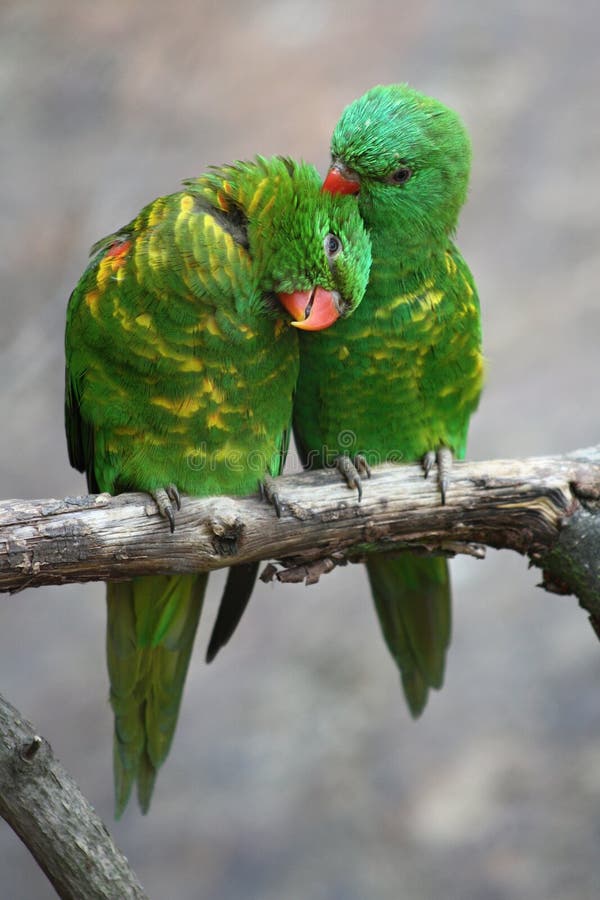 Couple of parrots stock image. Image of love, colorful - 12914205