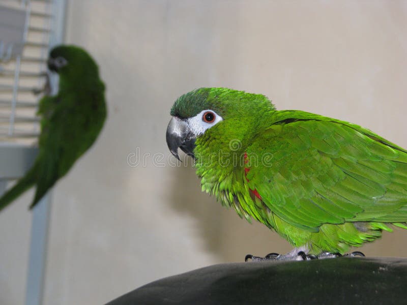 Green parrots stock image. Image of psittacidae, green - 57627237
