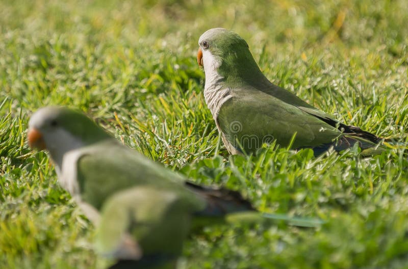 Green Parrots Walking on Green Grass, Rome, Italy Selective Focus Stock ...