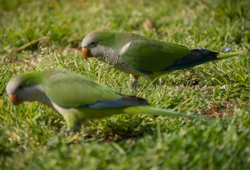 Two Parrots Walking Together on the Field Stock Photo - Image of color ...