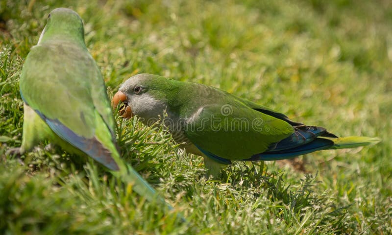 Two Parrots Walking Together on the Field Stock Photo - Image of color ...
