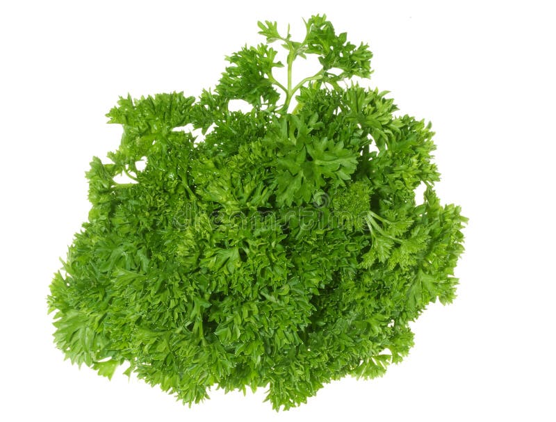 Green parsley stock image. Image of green, parsley, packages - 102458829