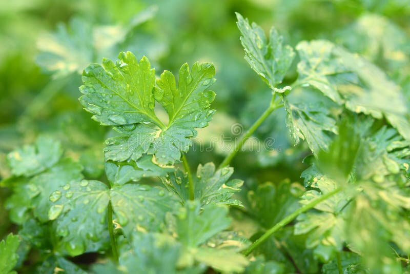 Green parsley stock image. Image of green, parsley, packages - 102458829