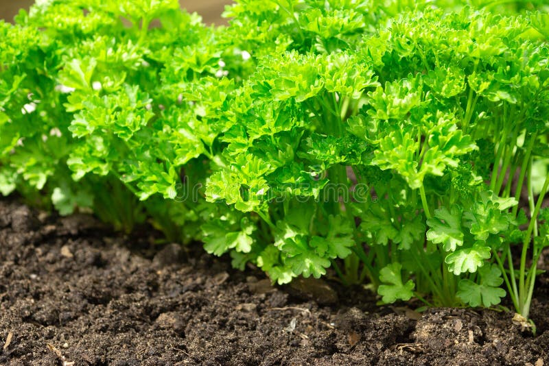 Green parsley stock image. Image of green, parsley, packages - 102458829