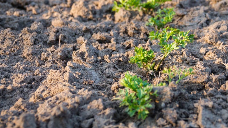 Green Parsley Grows in Dry Ground in Spring Stock Image - Image of leaf ...