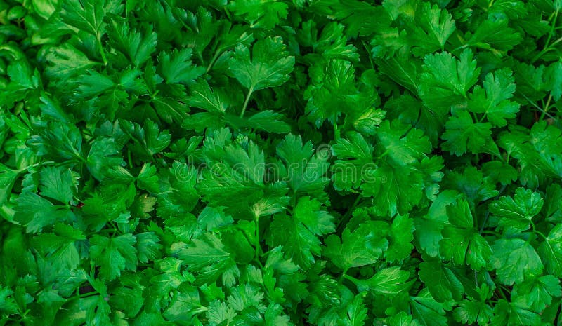 Green Parsley Leaf Background. Parsley or Garden Parsley Macro Texture ...