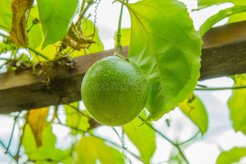 The Green Passion Fruit on the Farm Close Up Image Stock Photo - Image ...