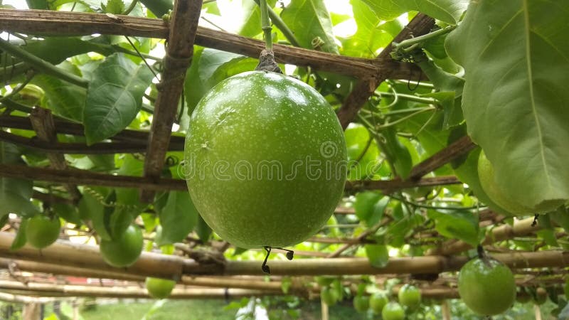 Green Passion Fruit Garden Very Good Stock Photos - Free & Royalty-Free ...