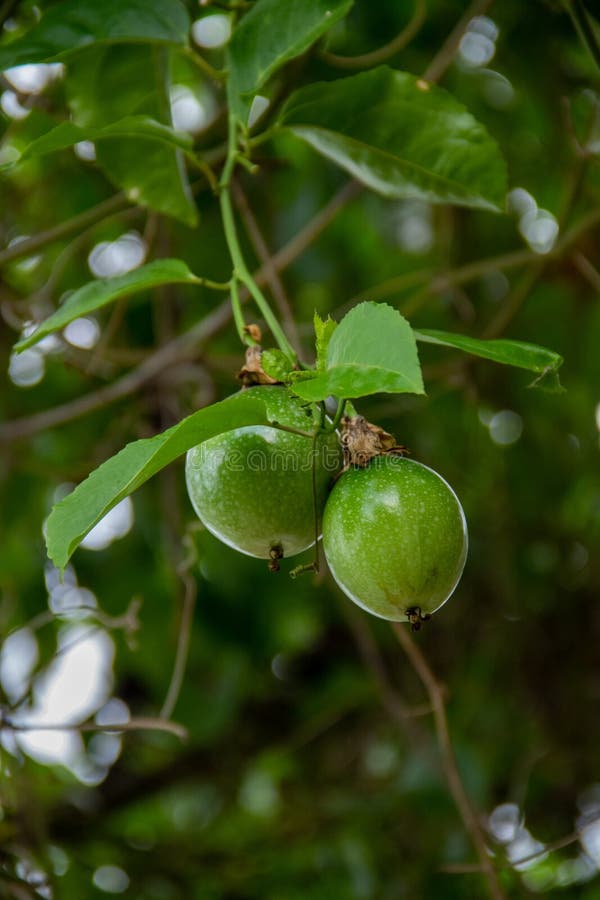 Green Passion Fruit Growing on the Roof Stock Photo - Image of food ...