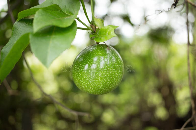 Green Passion Fruit with Vine Leaves Stock Image - Image of ripe, green ...