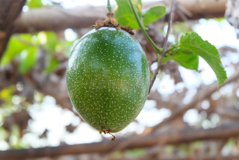 Green Passion Fruit In Nature Stock Image - Image of garden, fruit ...