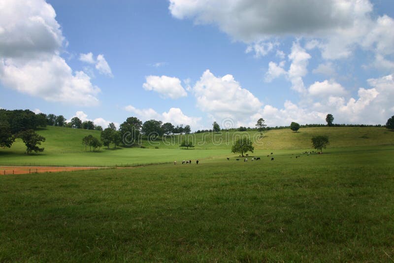 Green Pasture stock image. Image of cows, field, acres - 1518109