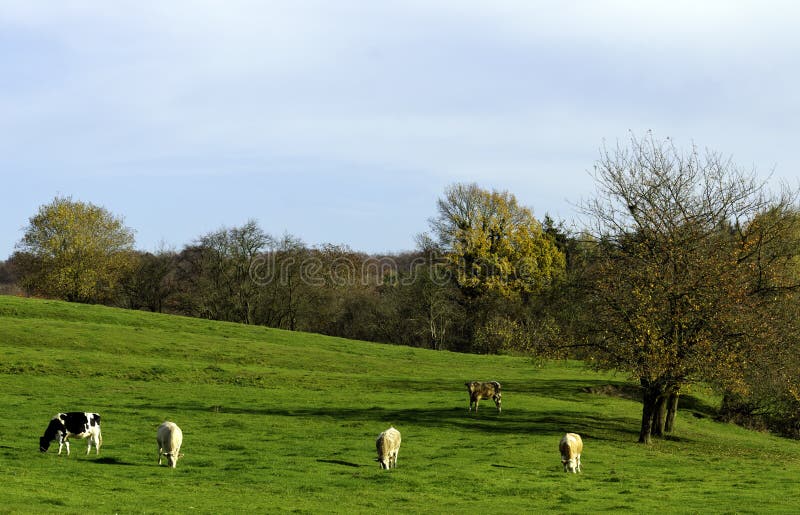Green pasture stock photo. Image of fall, animals, nature - 22890822