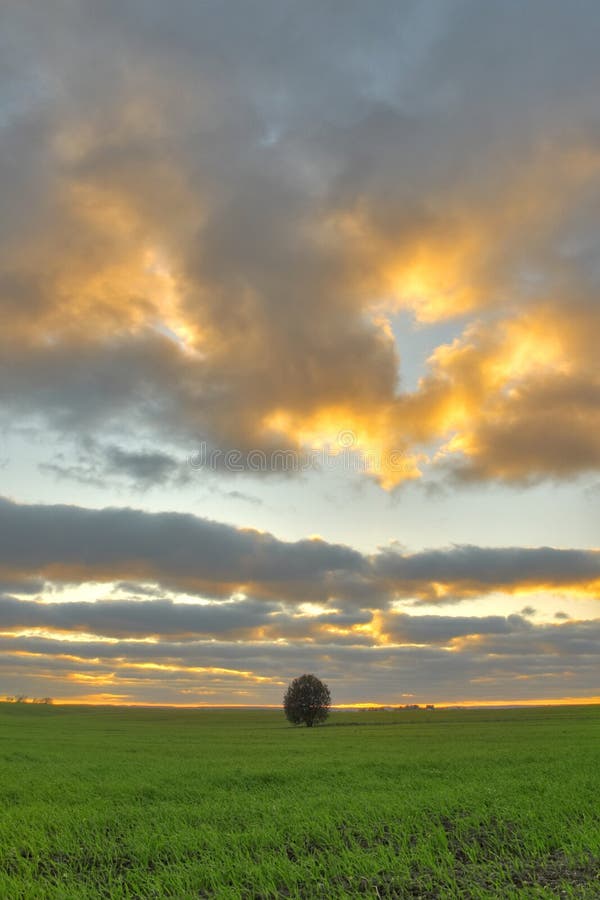 Green pasture and trees stock photo. Image of environment - 3405650