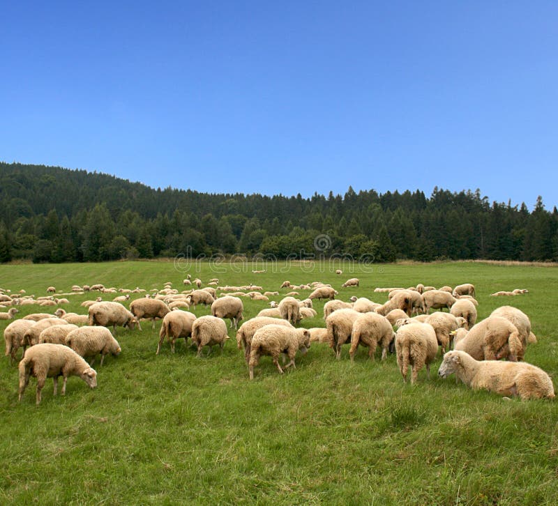 Green Pasture stock image. Image of rural, hill, farm - 6479231