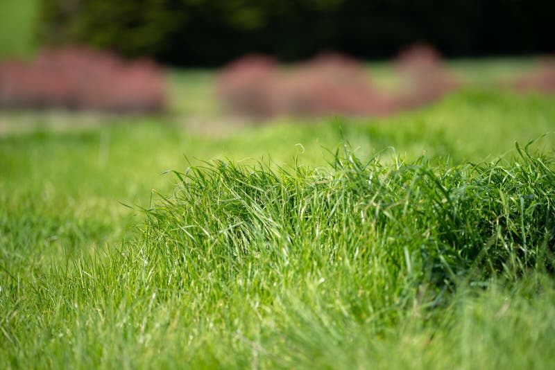 Green Pasture and Capeweed Grasses on a Regnerative Organic Farm Stock ...