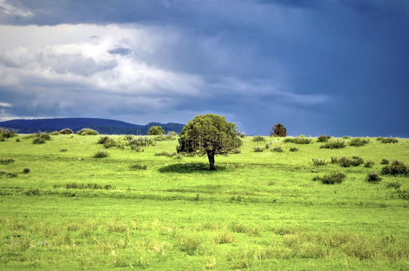 Green Pasture stock image. Image of horizon, grazing - 86704951