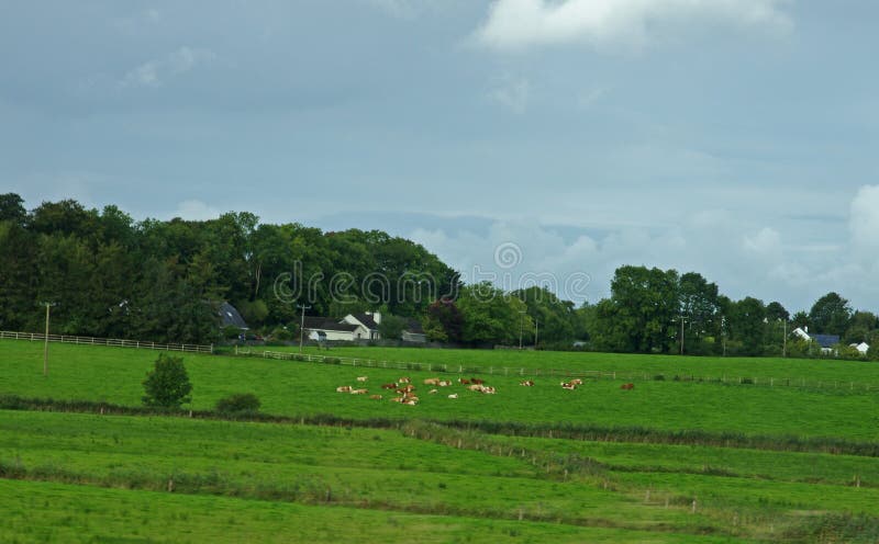 Green Pasture stock photo. Image of irish, green, lambs - 102369728