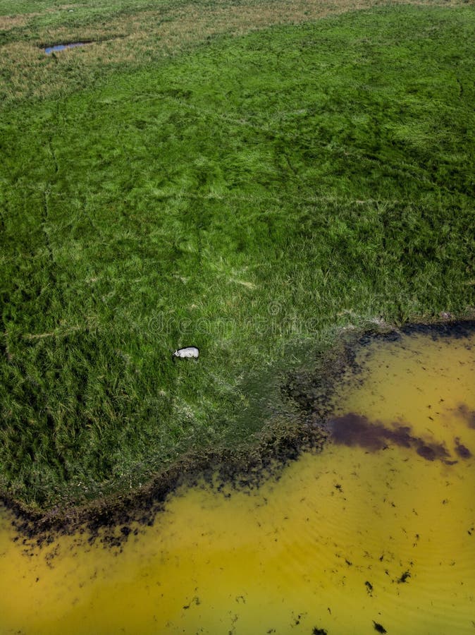 Green Pasture by the Pond with Dirty Water, Vertical Stock Image ...