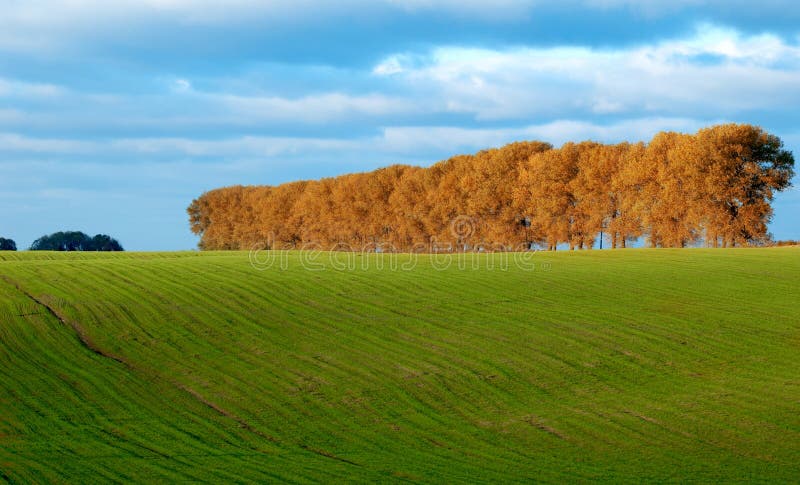 Green pasture and trees stock photo. Image of environment - 3405650