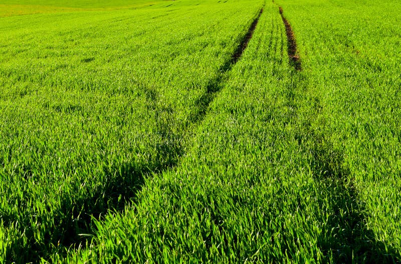 Green Pastures stock image. Image of agriculture, growth - 25616827