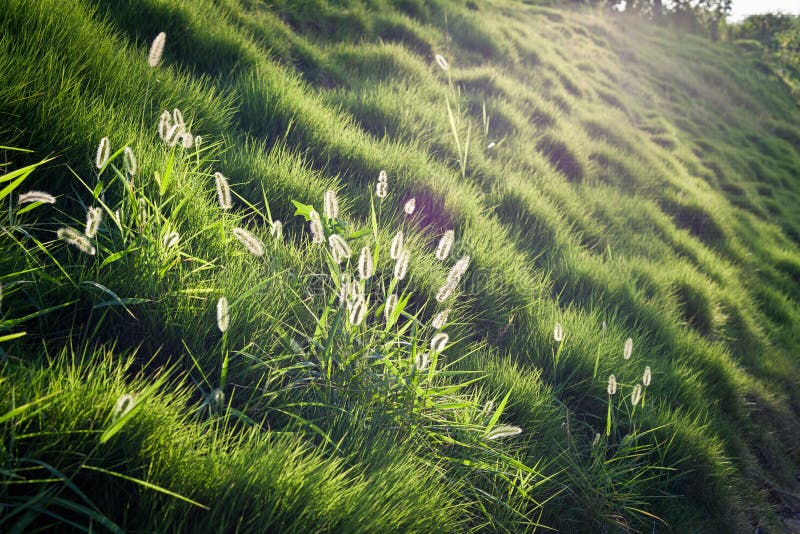 Green Pastures stock image. Image of vegetation, setaria - 26195633