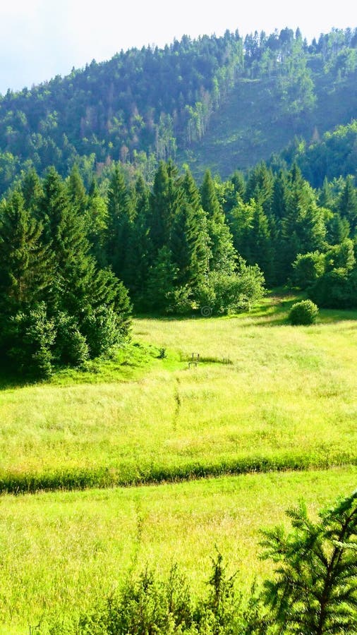 Green pastures stock image. Image of grass, pastures - 102531525