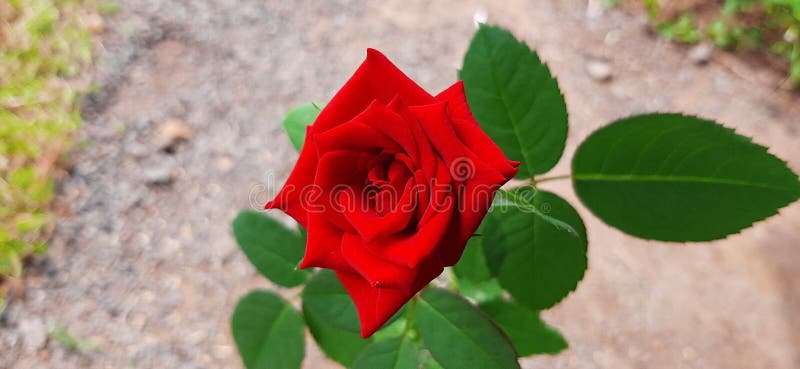 Green Pata Buetiful Red Color Photo Stock Image - Image of yellow ...