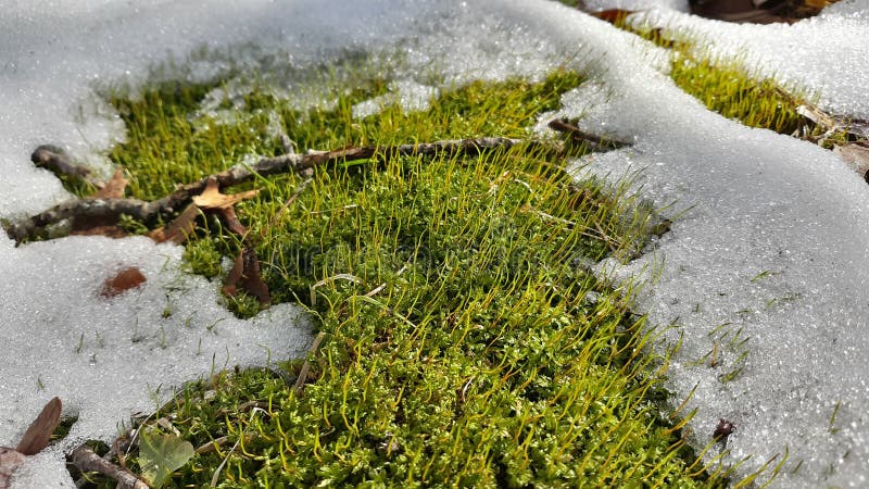 Green patch of moss stock photo. Image of grow, patch - 178018396