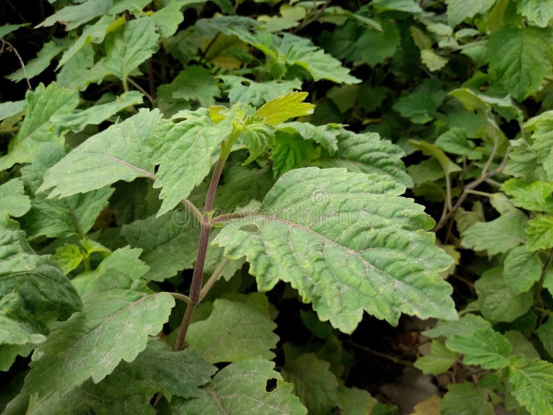 Green patchouli stock image. Image of food, benth, planted - 214957761