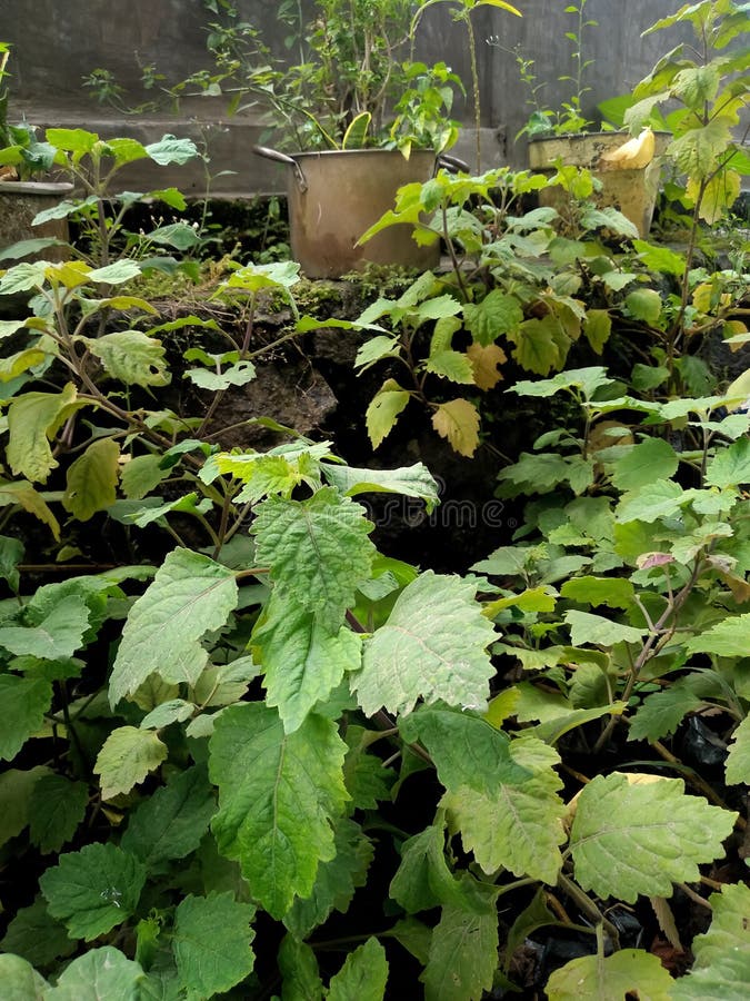 Green patchouli stock image. Image of yard, lawn, nature - 214957765