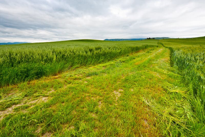 Green Path stock image. Image of earth, cereal, farm - 28321861