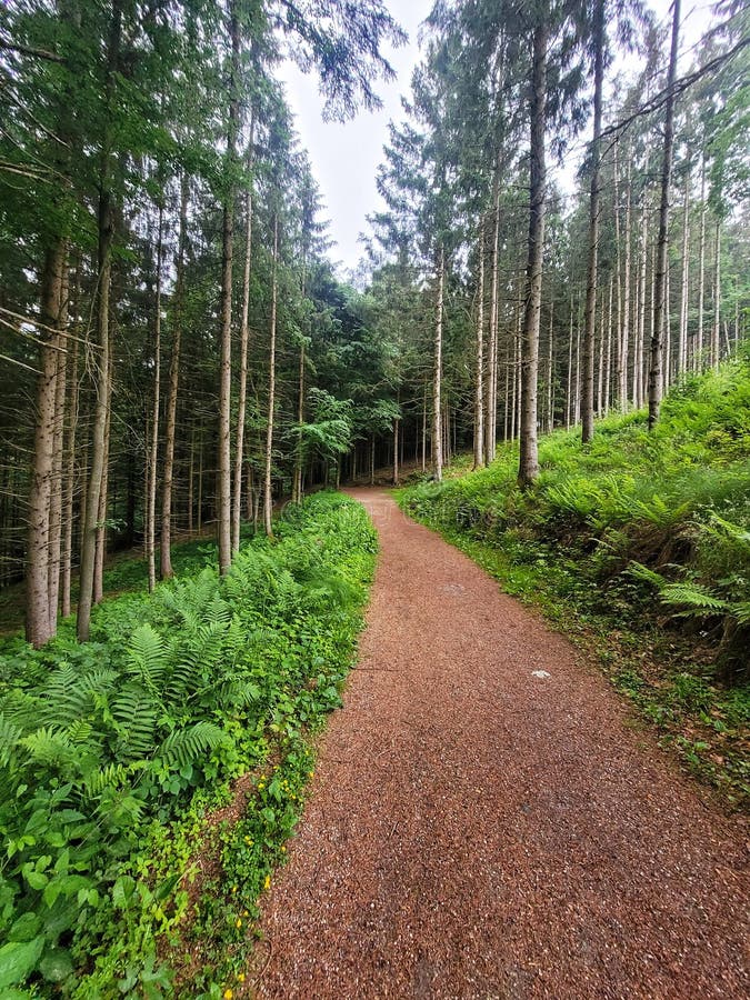 Green path in the forest stock image. Image of forest - 253152611