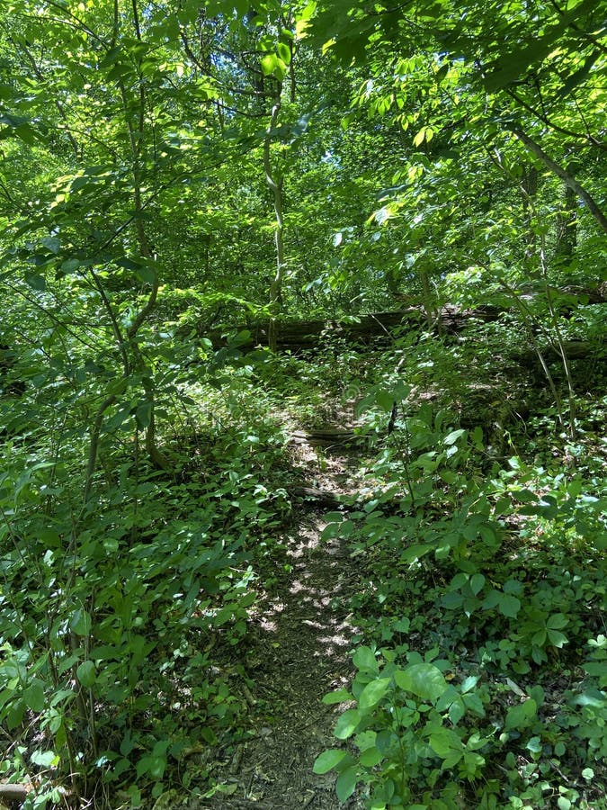 Green Path through the Forest in Spring in May Stock Photo - Image of ...