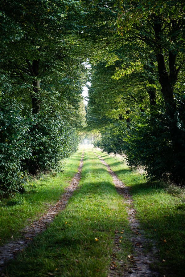 Green Path in the Forest Surrounded by Tree Stock Photo - Image of road ...