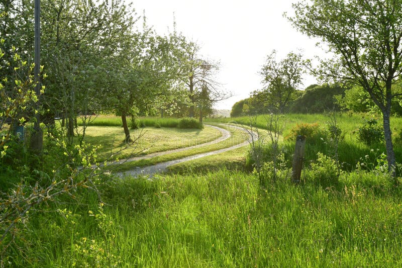 Green Path in Franken Germany Summer Trees Gras Light Rays Stock Photo ...