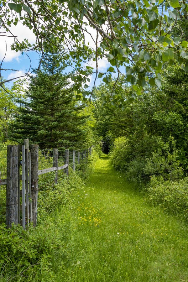 Green Path Leading To the Forest Stock Image - Image of bushes, wood ...