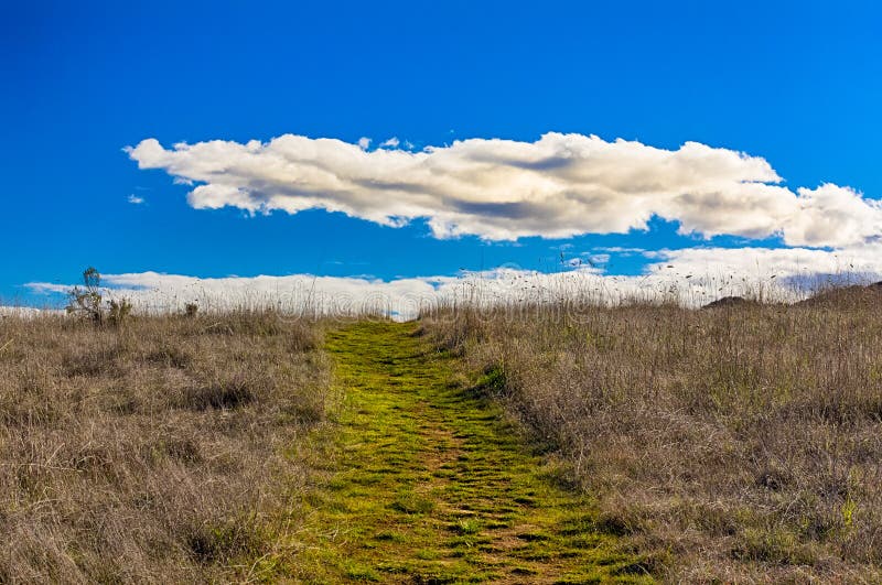 Green Path Leading To Horizon with White Puffy Clouds Stock Photo ...