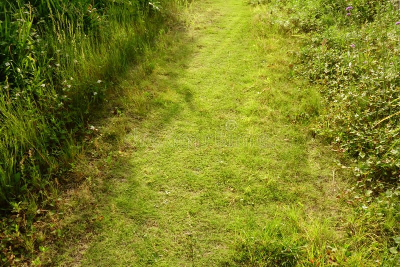 A Green Path that Makes You Feel at Ease Stock Image - Image of lawn ...