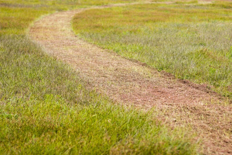 Green path stock image. Image of horizontal, beauty, flower - 46138363