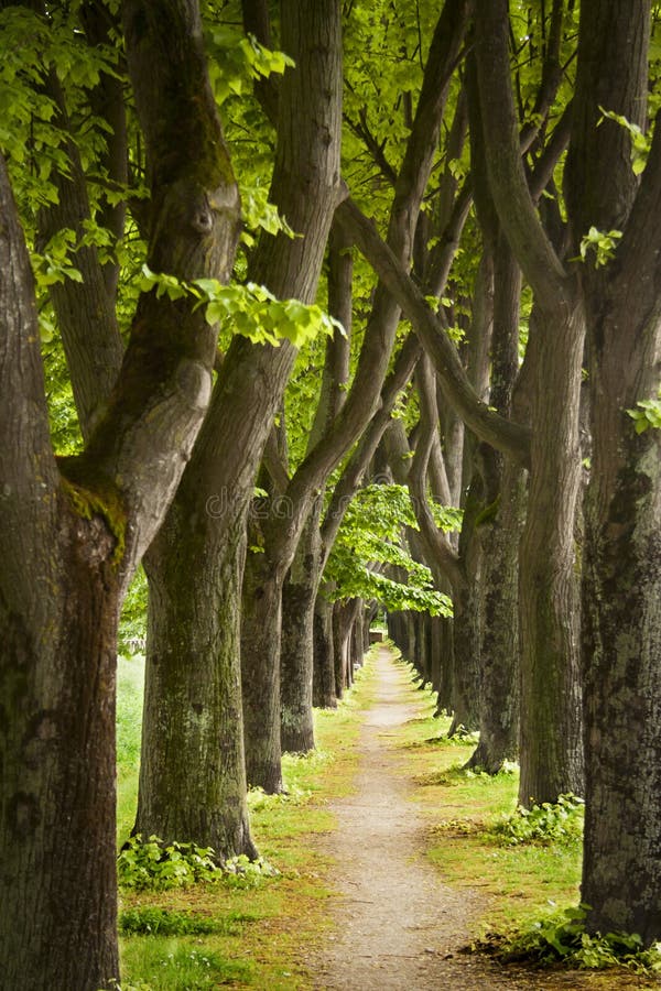 Green path stock image. Image of abstract, meadow, backdrop - 50553085