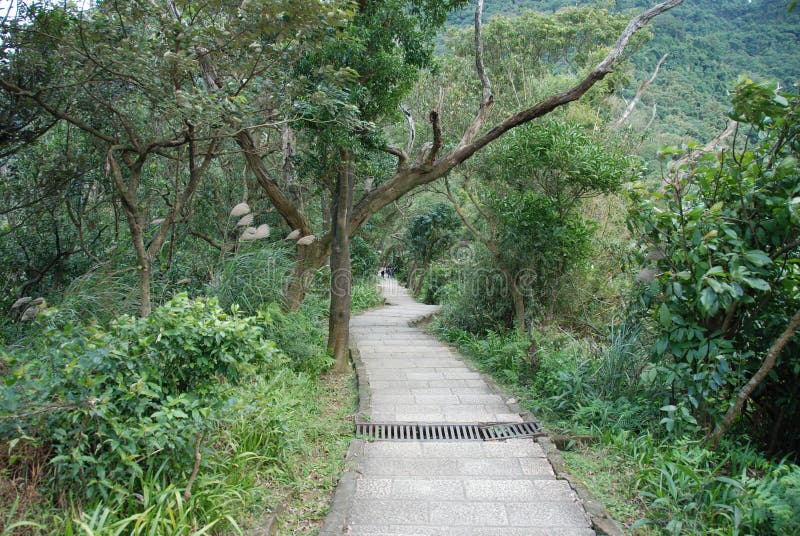 Green path stock photo. Image of landscape, green, trees - 111119210