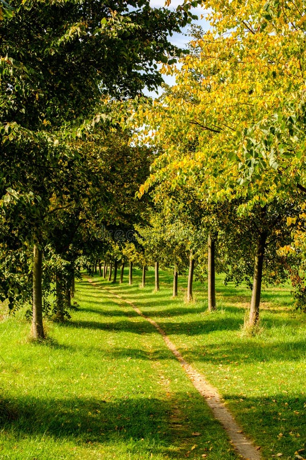 Green Path by Trees through Fields Stock Image - Image of gold, green ...