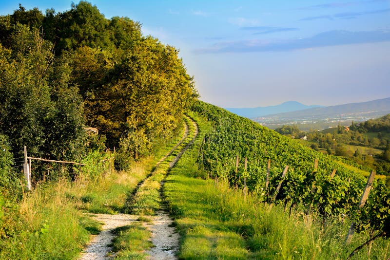 Green path stock photo. Image of green, walking, vines - 47369888