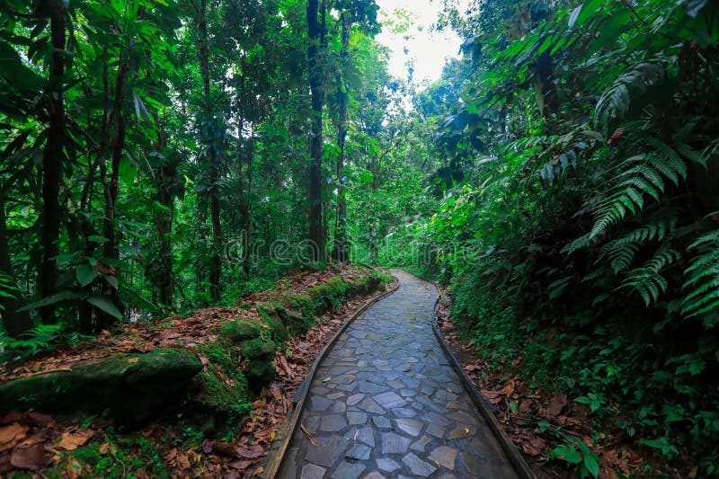 Green Pathway in the Deep Forest of the Guadeloupe Stock Photo - Image ...